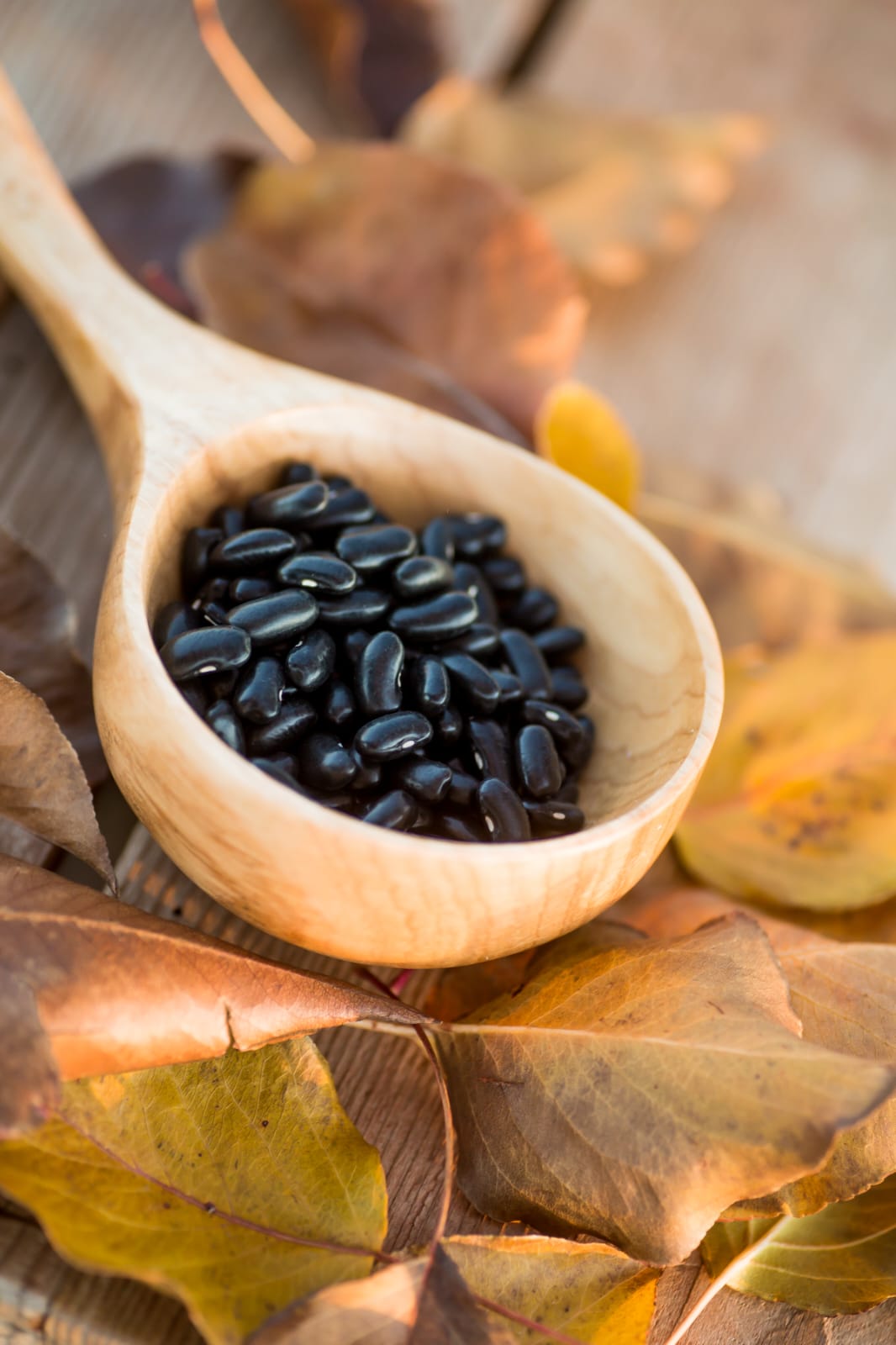 Heirloom Black Valentine Bean – Small Town Specialties